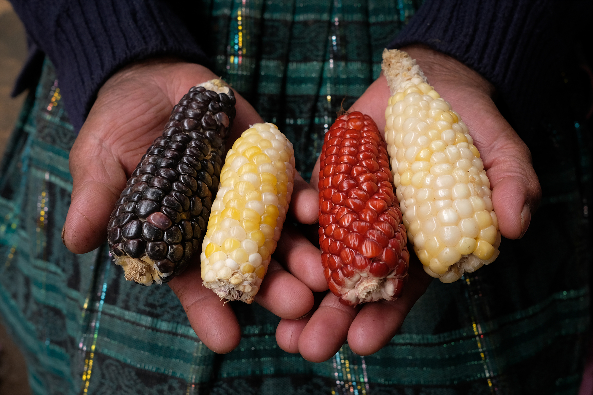 Food is a Human Right - Project Harvest